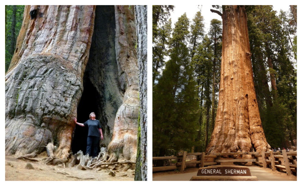 Larger Than Life: A Photo Collection of Gigantic Wonders ...