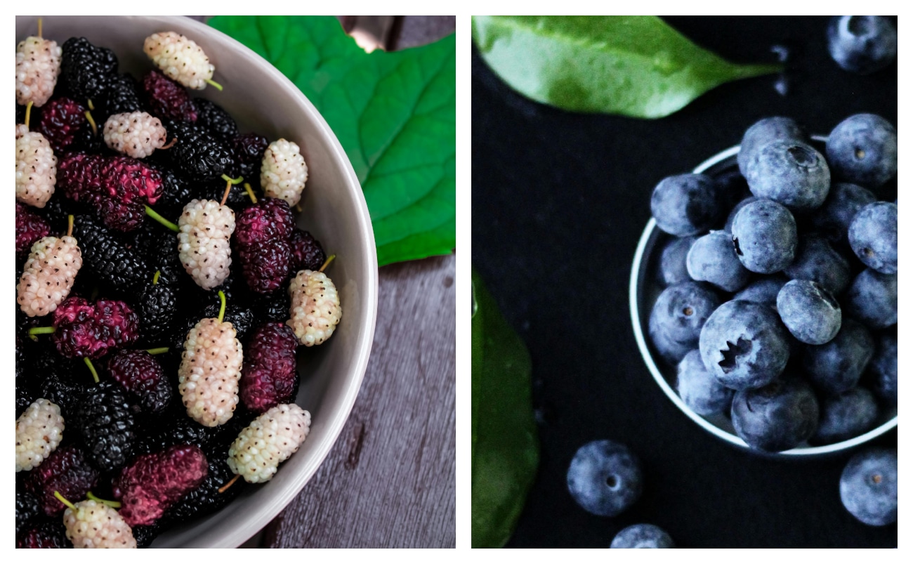 Forage and Feast: 10 Native Edible Plants You Should Add to Your Diet ...