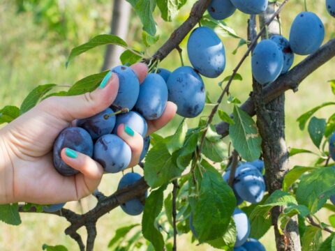 15 Fast-Growing Trees That Bear Fruit in No Time – growmylifestyle.com