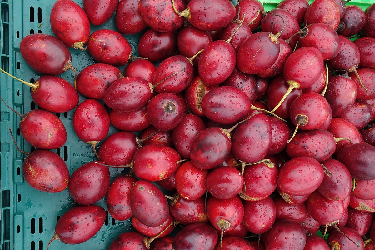 15 Fast-Growing Trees That Bear Fruit in No Time – growmylifestyle.com