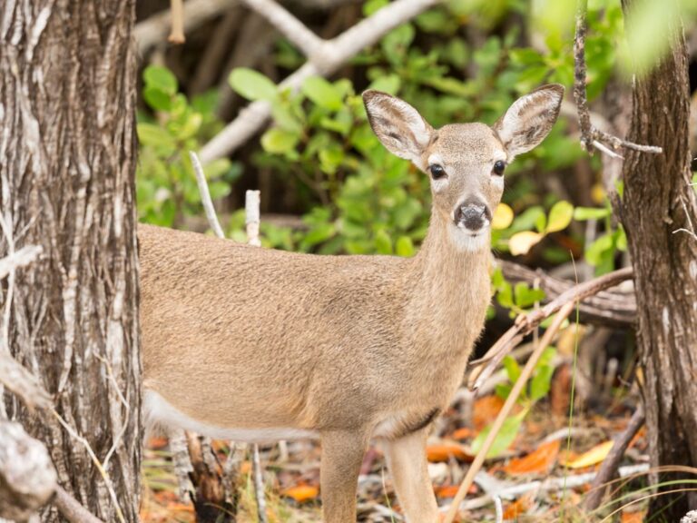 Made in the USA: 15 Animals Found Exclusively in the Americas ...
