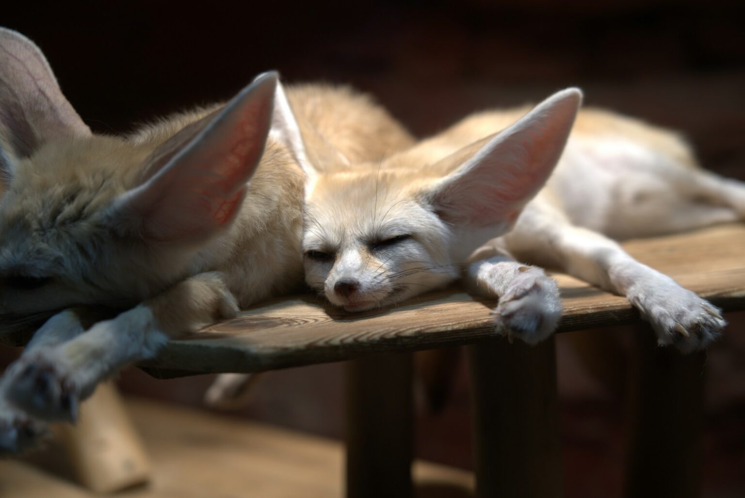 Small but Mighty Cute: Tiny Animals That Are Simply Adorable ...