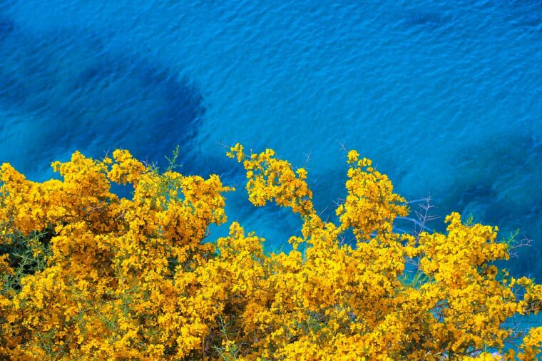 When Blue and Yellow Collide: 25 Bold Things That Pop with Color ...