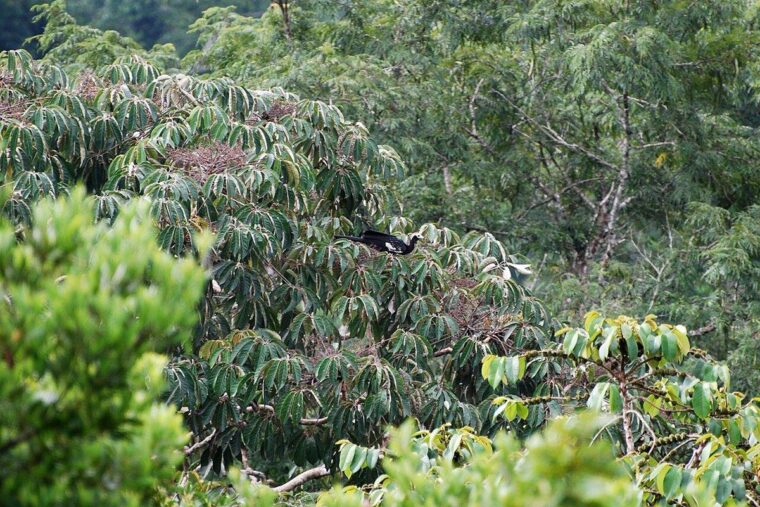 15 Uncontacted Tribes Still Living Beyond the Edges of the Modern World ...