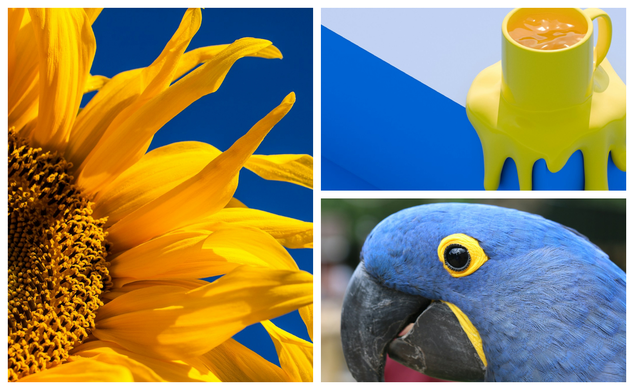 When Blue and Yellow Collide: 25 Bold Things That Pop with Color ...