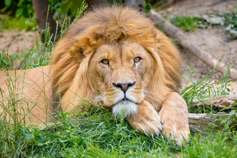 10 Animal Symbols and What They Mean In Different Cultures ...