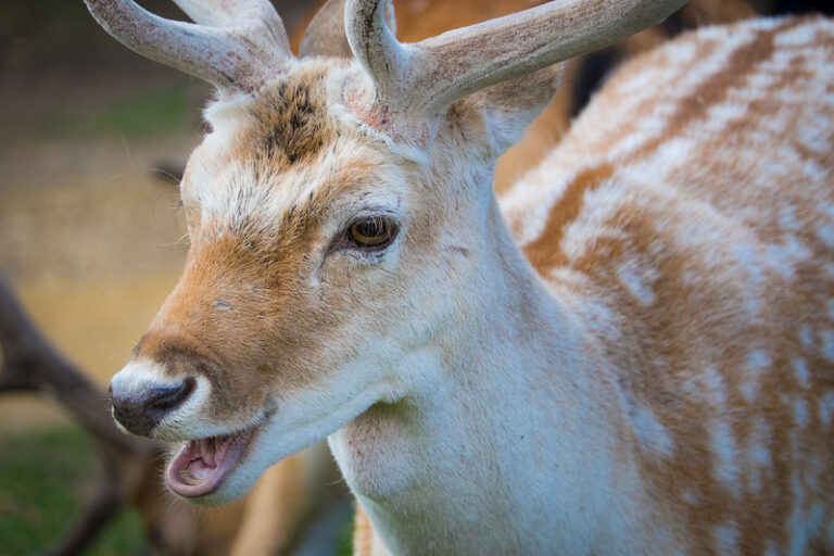 10 Animal Symbols and What They Mean In Different Cultures ...